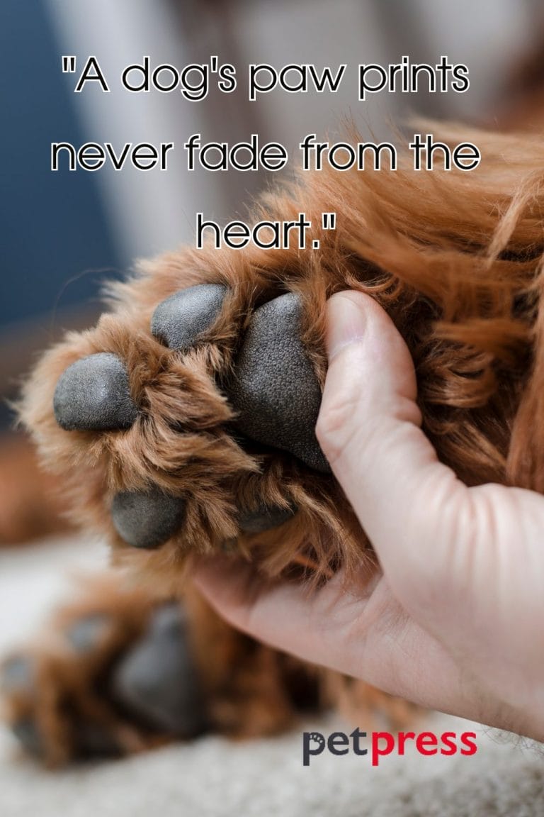 50+ Love Dog Paw Quotes and the Wisdom Embedded Within