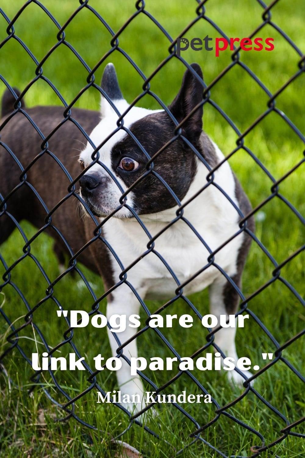 Unleash the 50+ Heartwarming Dog Quotes That Touch the Heart