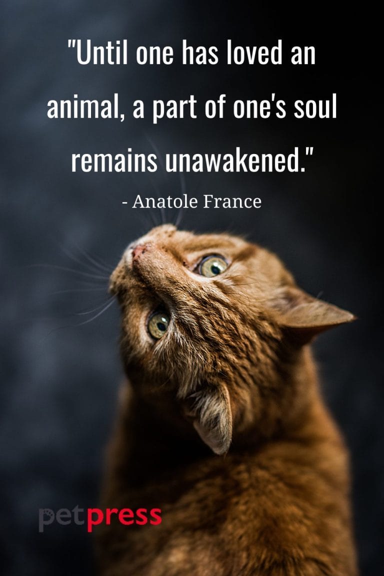 50+ Loss of a Cat Quotes That Can Help You Navigate the Grief