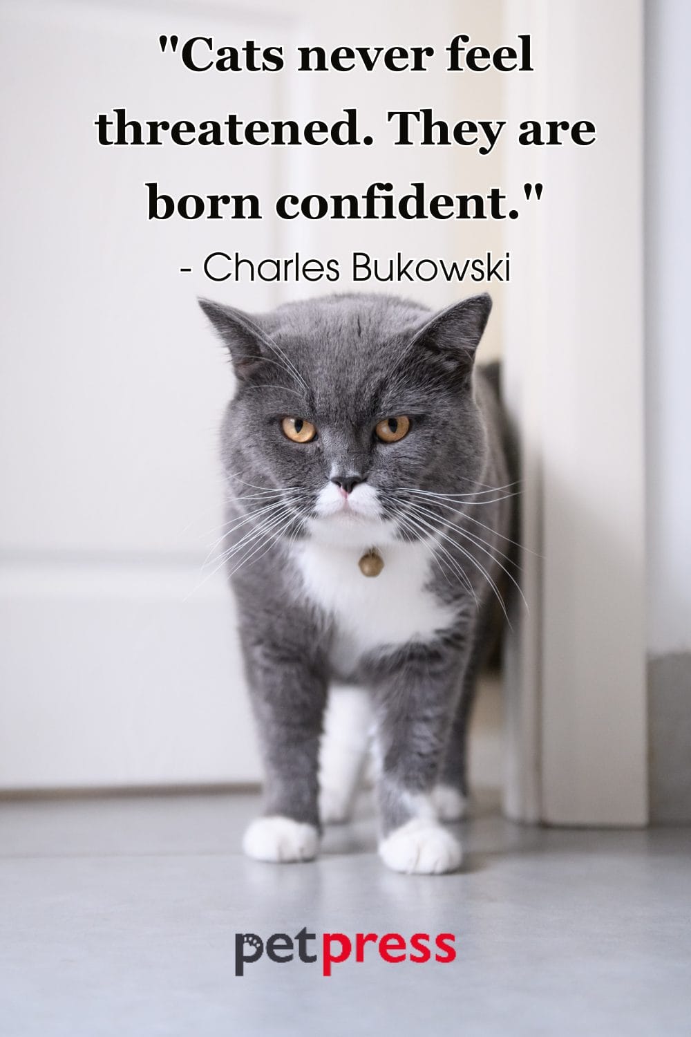 Purr-Fect Wisdom: 50 Short Cat Quotes to Brighten Your Day