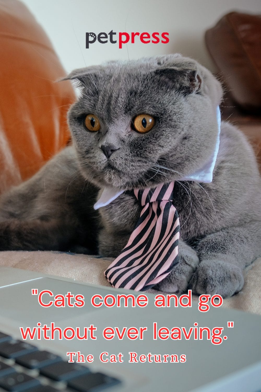 Unleash the Wisdom From the Top 50 Cat Quotes From Movies