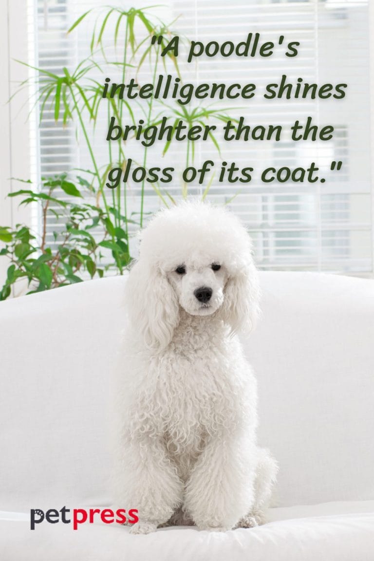 Decoding Life Wisdom From Over 50 Poodle Dog Quotes