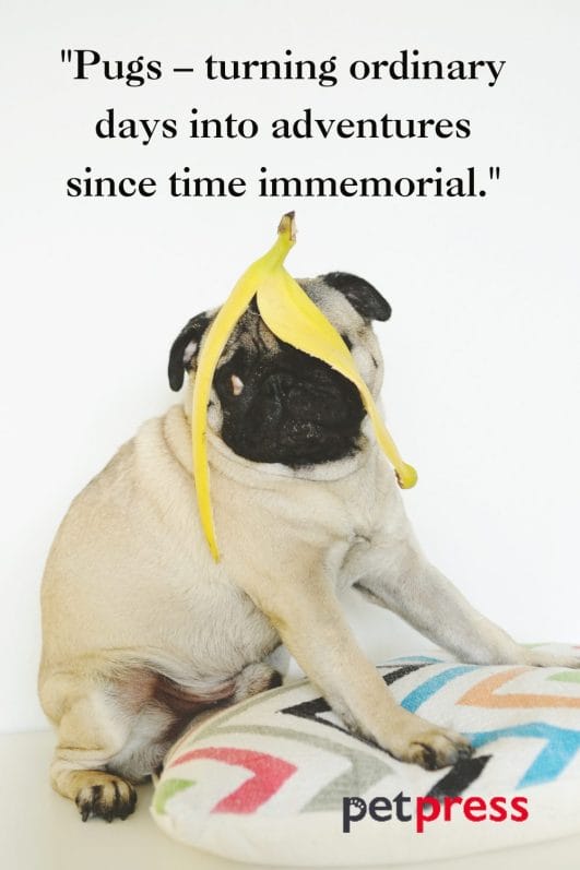 50 Best Pug Dog Quotes That Reflect Their Witty Nature - PetPress