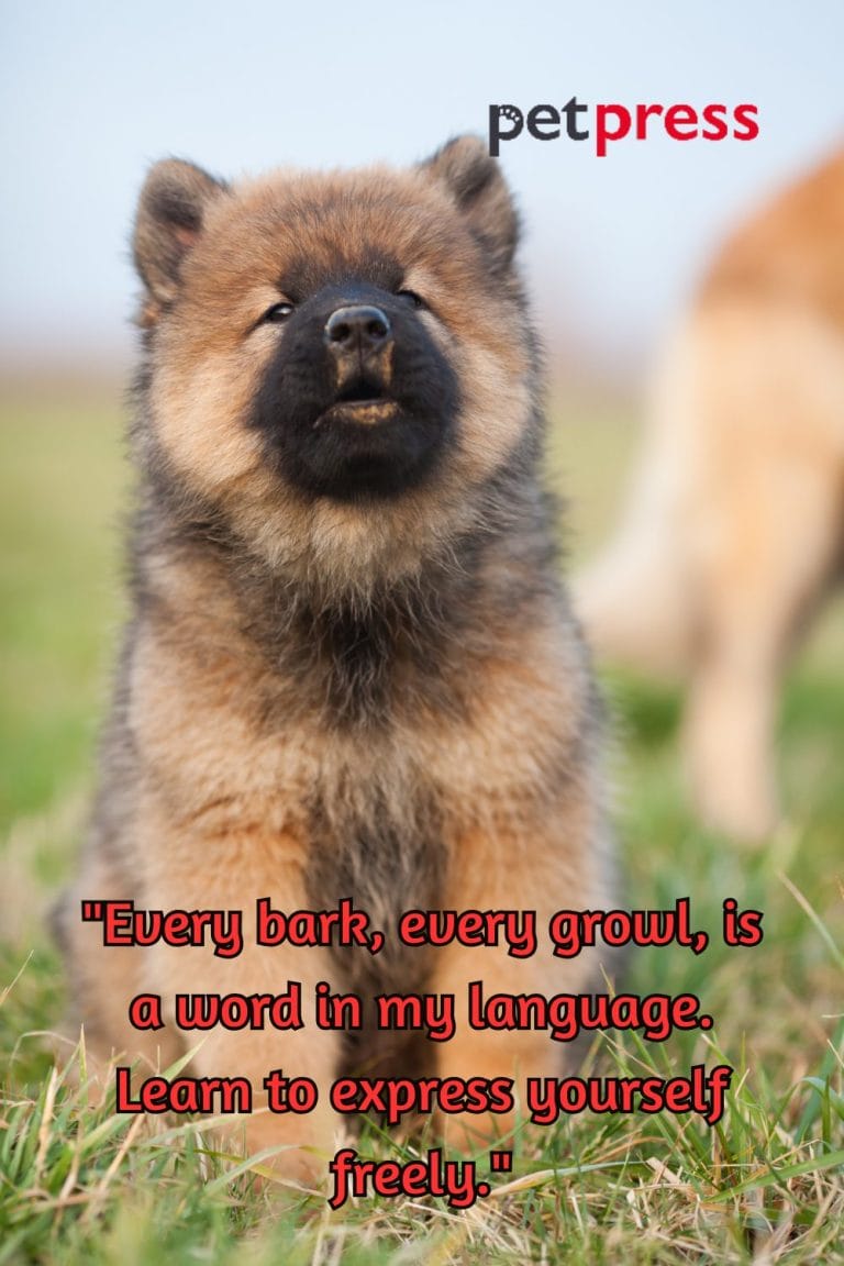 50 Fluffy Dog Quotes That Make Your Life Charming and Better