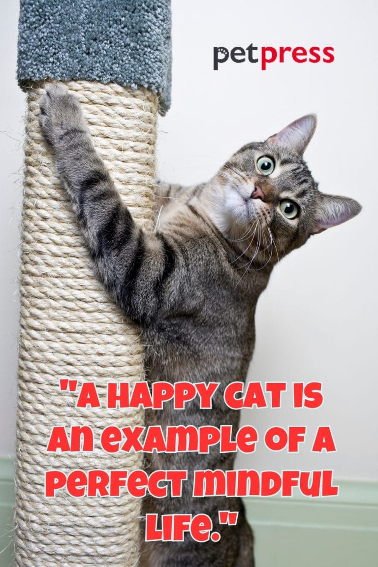 50+ Best Happy Cat Quotes Brimming With Joy and Inspiration