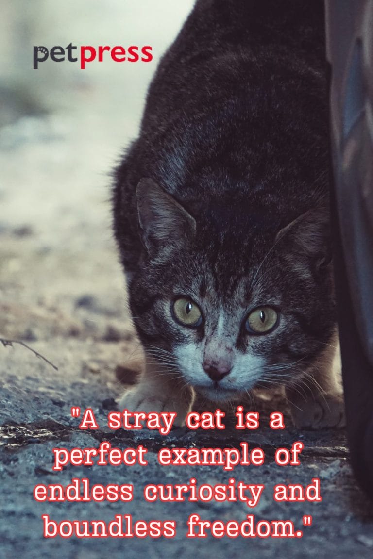 50 Best Stray Cat Quotes That Inspire and Tickle Your Whiskers