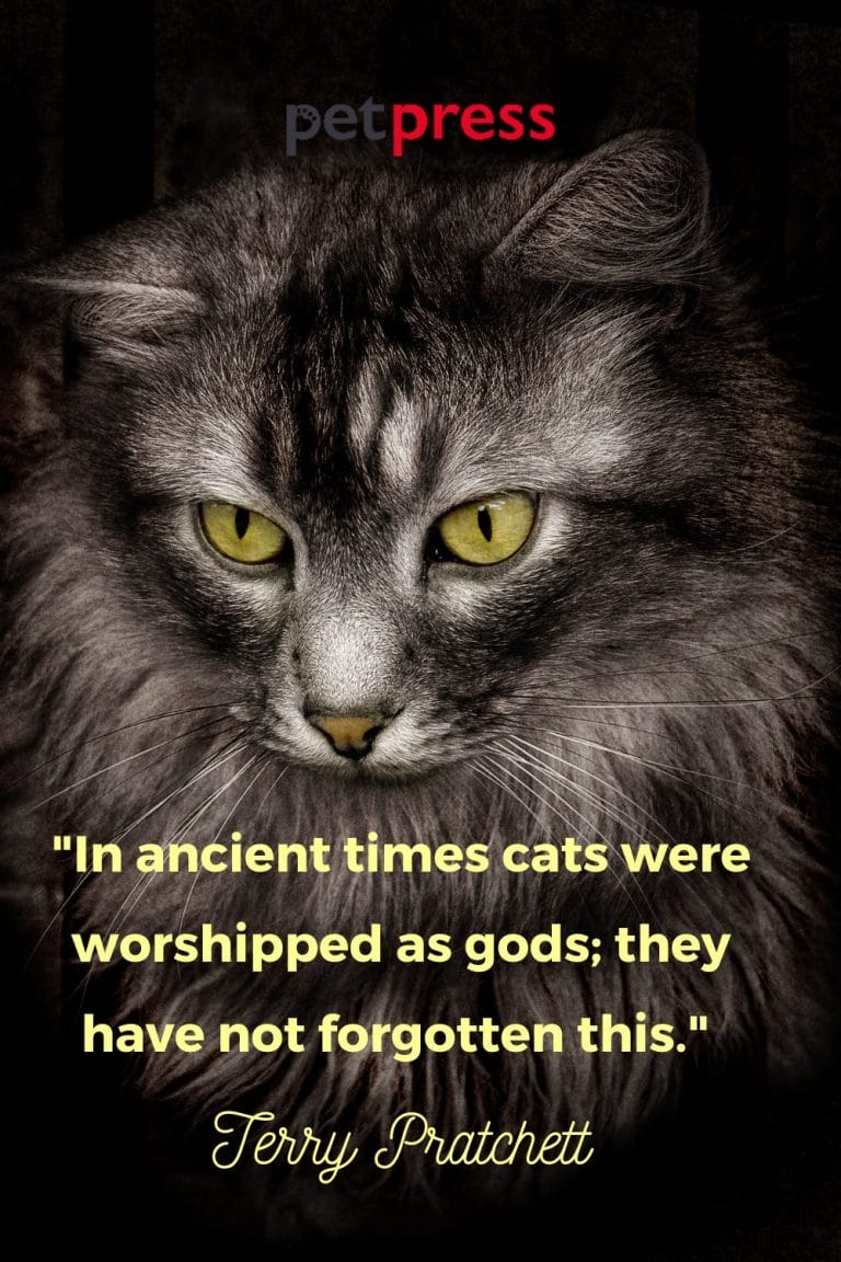 50 Best Spiritual Cat Quotes That Can Spark Your Inner Feline