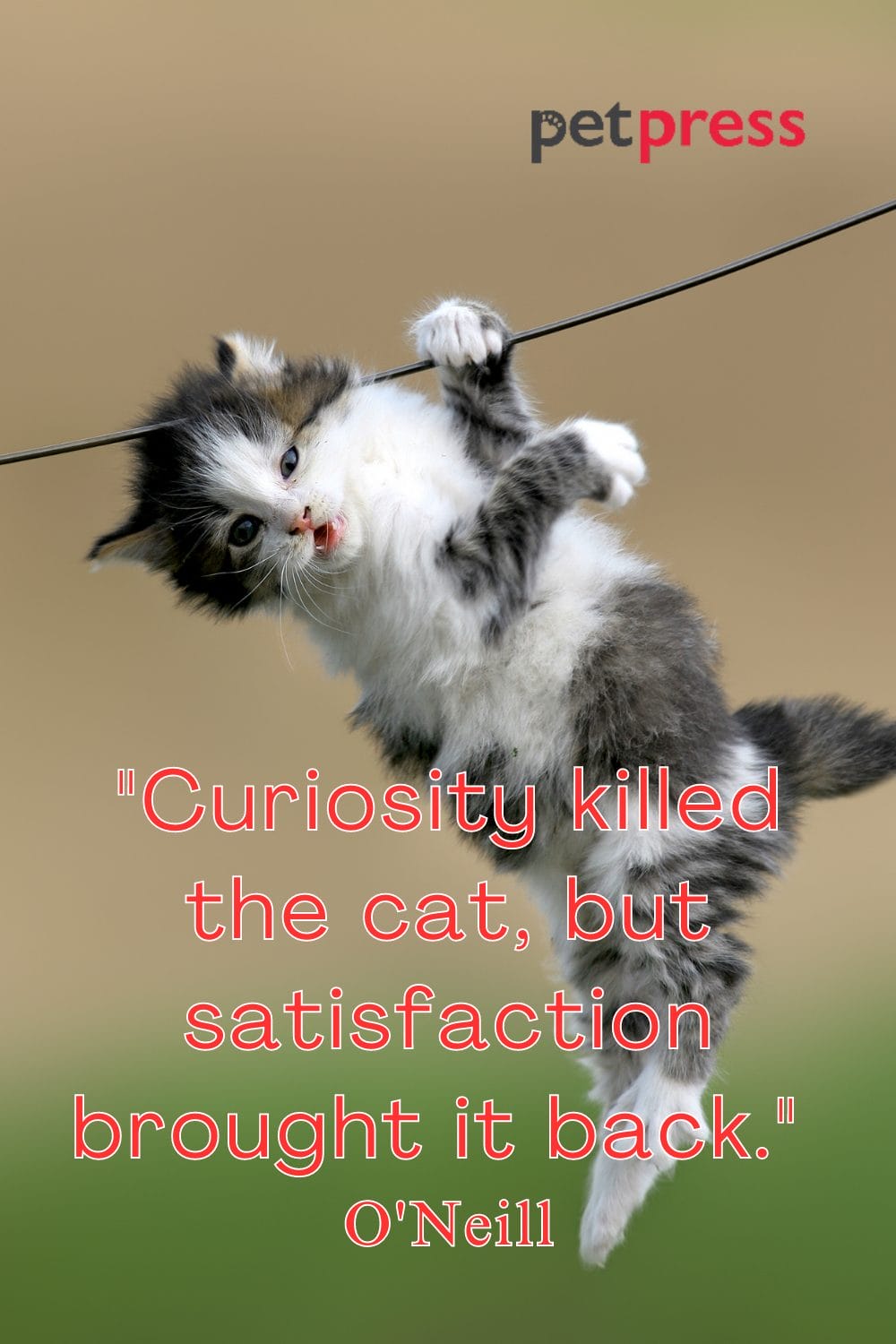 50+ Best Cat Wisdom Quotes That Inspire Your Inner Feline