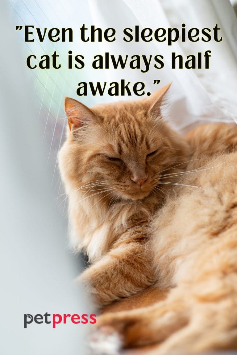 50+ Adorable Sleeping Cat Quotes That Can Spark Your Wit