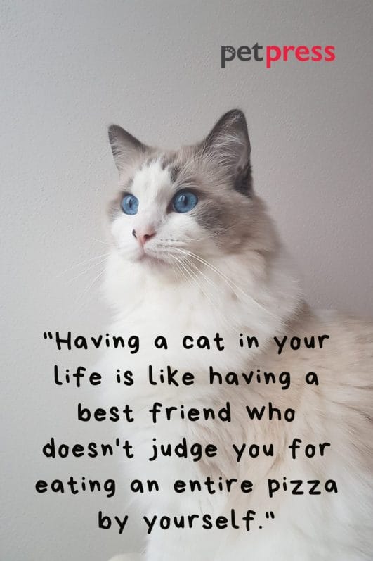 Understanding Life Through These Best 50 Cat Love Quotes