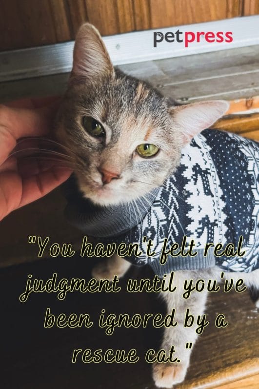 Real Talk: Over 50 Rescue Cat Quotes to Inspire and Delight