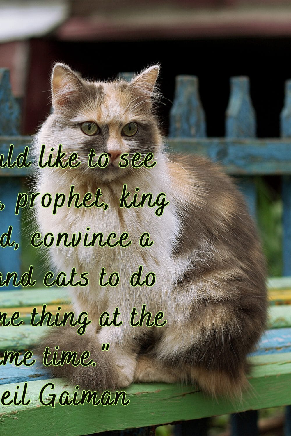 50 Inspiring Cat Attitude Quotes and the Wisdom They Impart