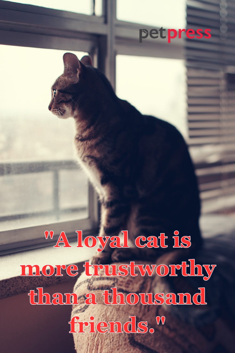 50 Purr-fect Cat Friendship Quotes and the Wisdom They Offer