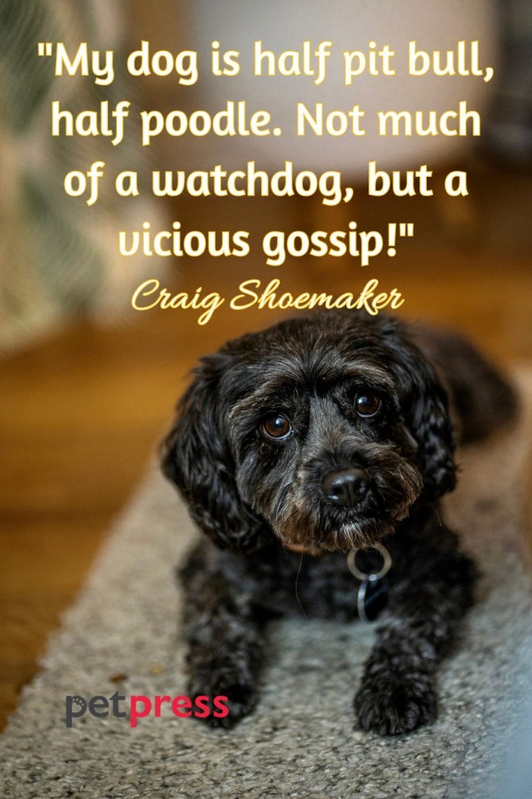 50+ Quotes About a Dog’s Love That Are Full of Wisdom - PetPress