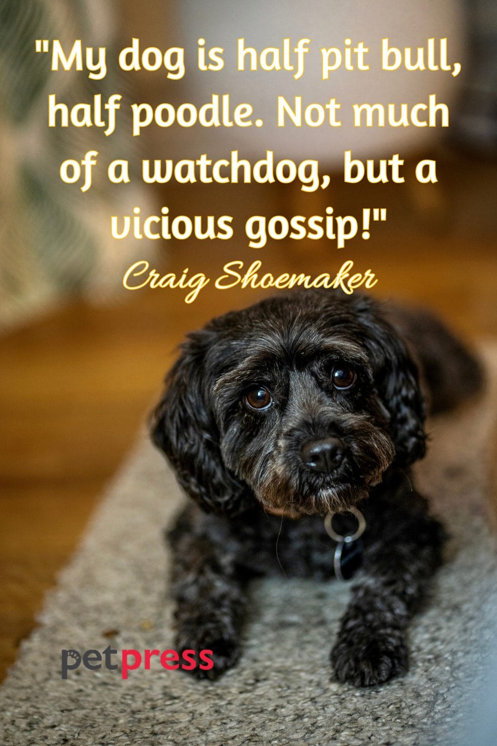 50+ Quotes About a Dog’s Love That Are Full of Wisdom - PetPress