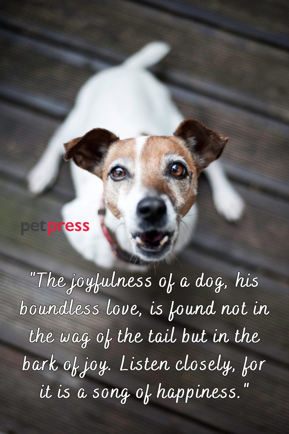 Over 50 Best Dog Bark Quotes Collection That Can Inspire You