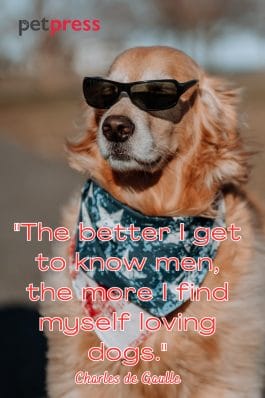 Unleash the 50+ Heartwarming Dog Quotes That Touch the Heart