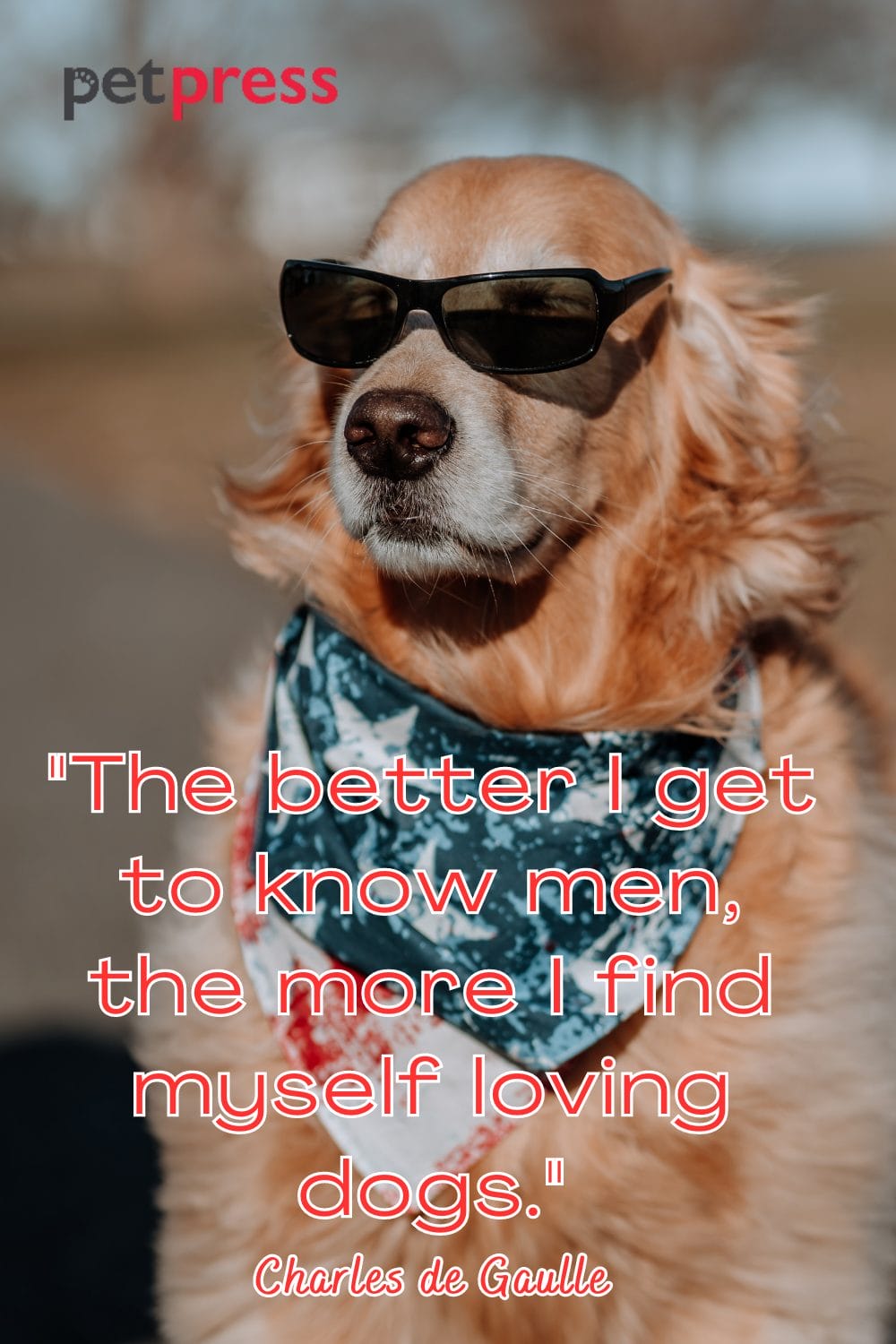 Unleash the 50+ Heartwarming Dog Quotes That Touch the Heart