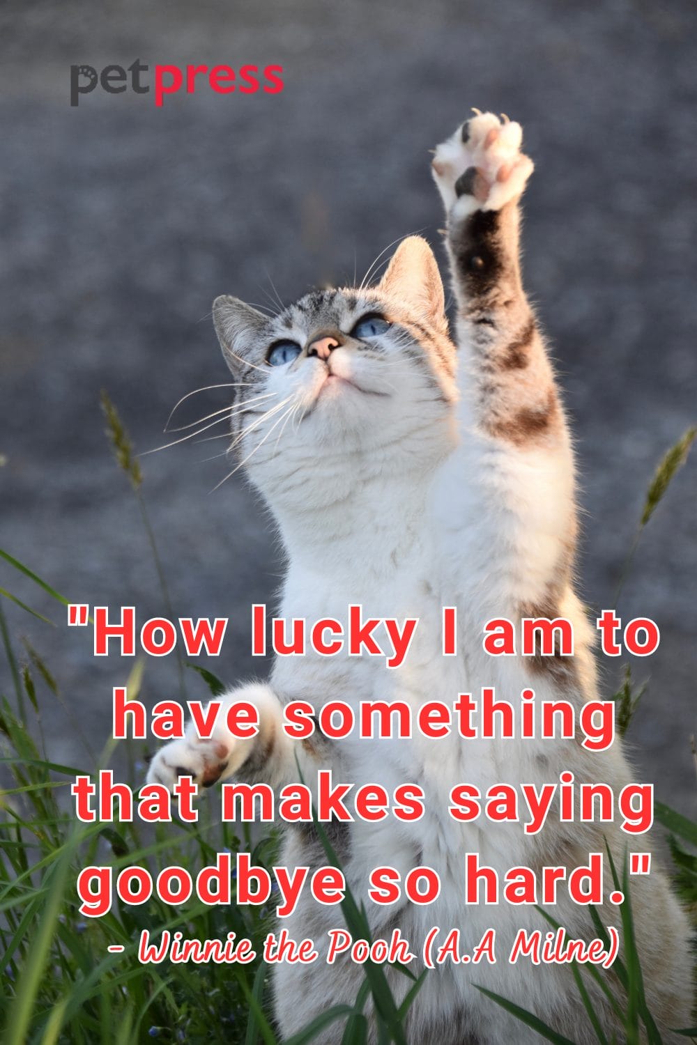 50+ Loss of a Cat Quotes That Can Help You Navigate the Grief