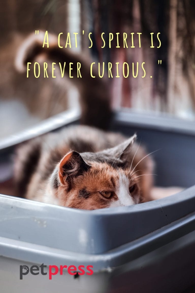 50+ Inspiring Cat Passing Quotes and the Wisdom We Gain