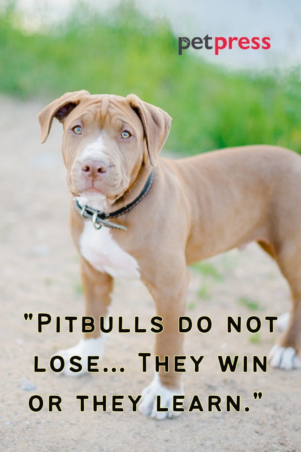 Unleashing Wisdom: Top 50 Insightful Pitbull Dog Quotes