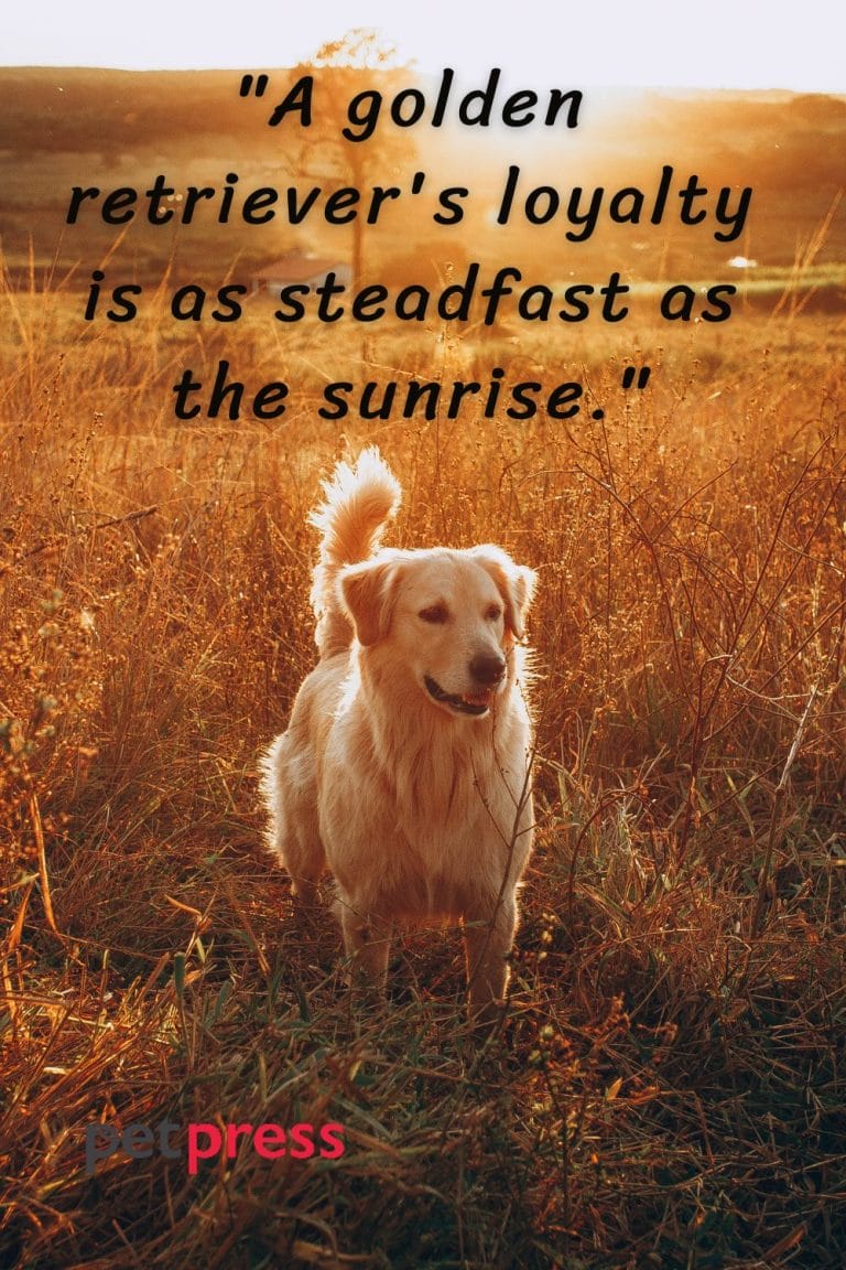 50+ Golden Retriever Dog Quotes That Can Warm Your Heart
