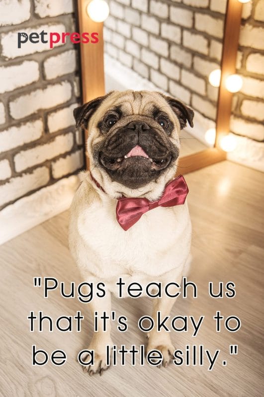 50 Best Pug Dog Quotes That Reflect Their Witty Nature - PetPress