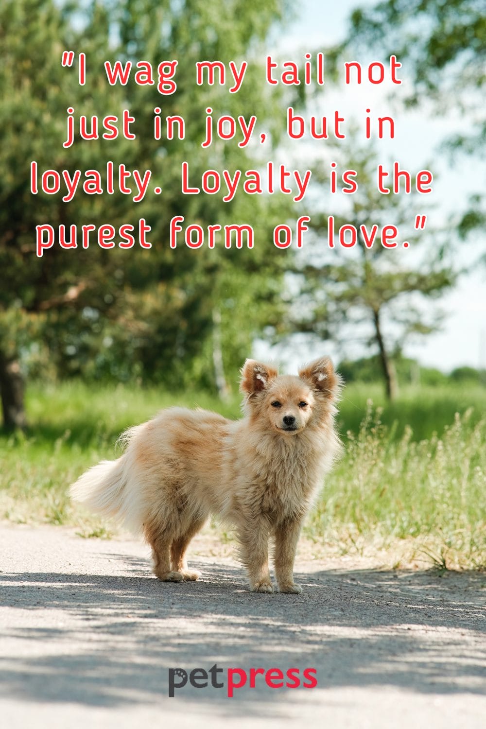 50 Fluffy Dog Quotes That Make Your Life Charming and Better