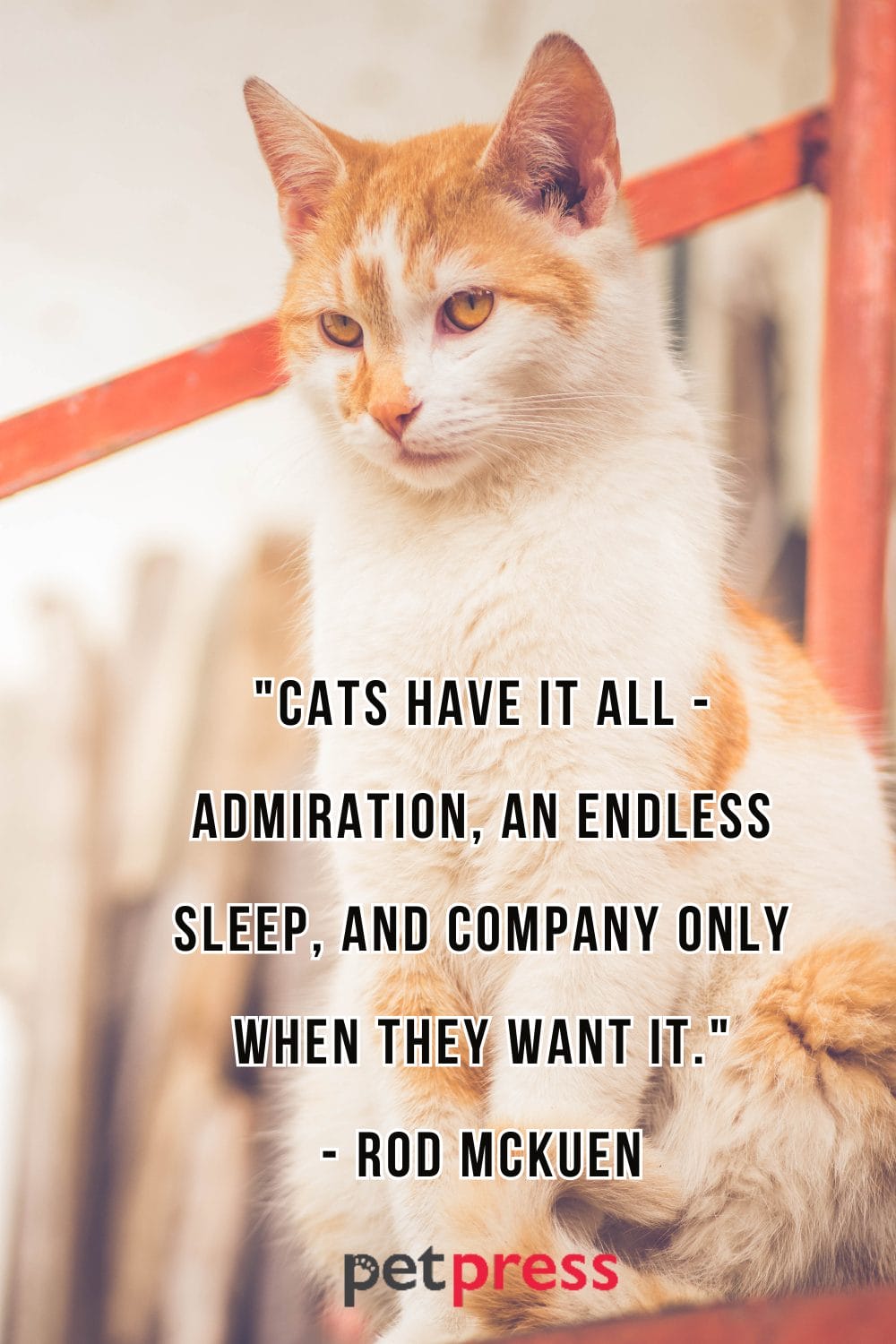 Decoding the 50+ Best Cats Unconditional Love Quotes - PetPress