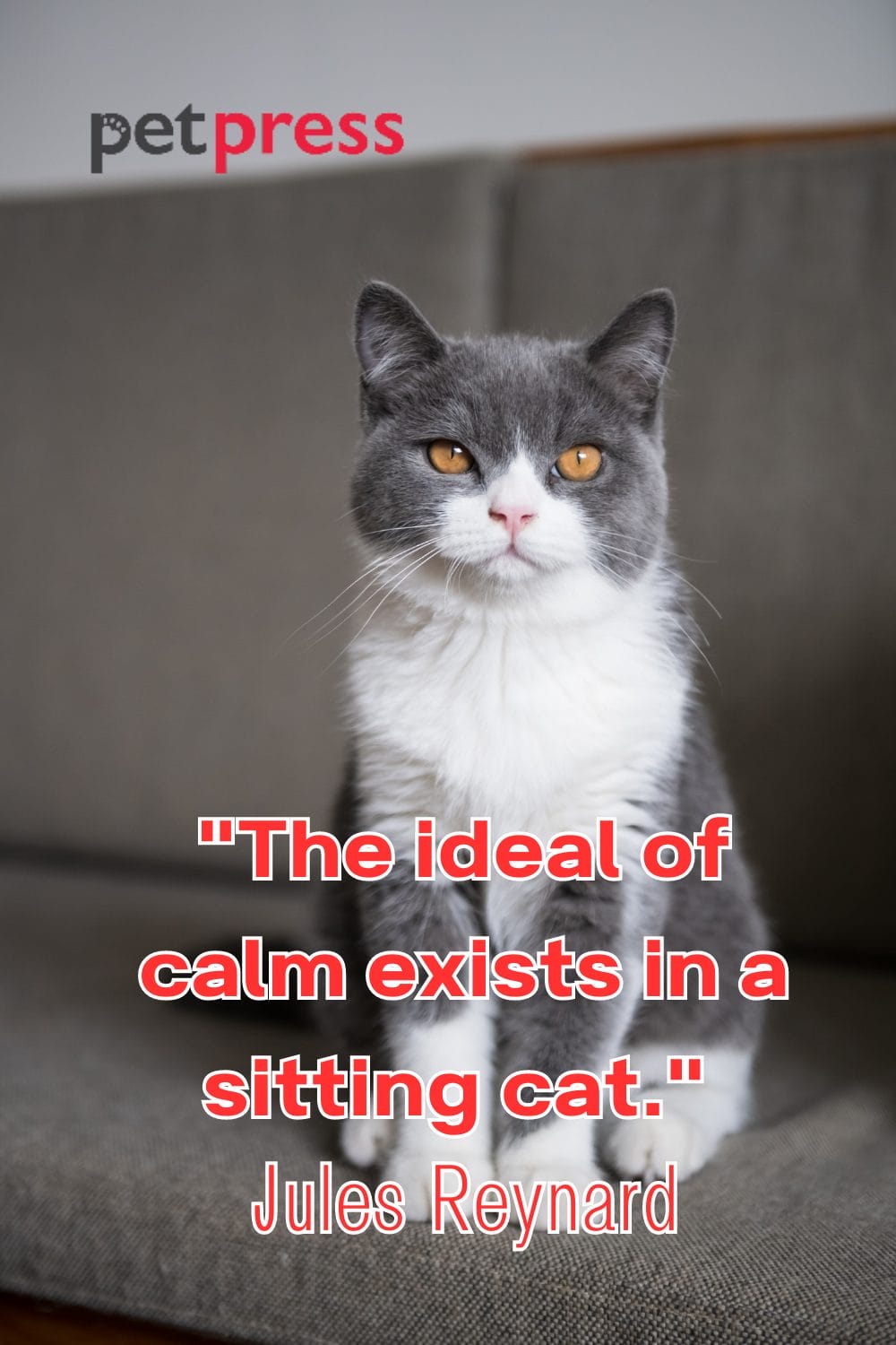 50+ Best Cat Wisdom Quotes That Inspire Your Inner Feline