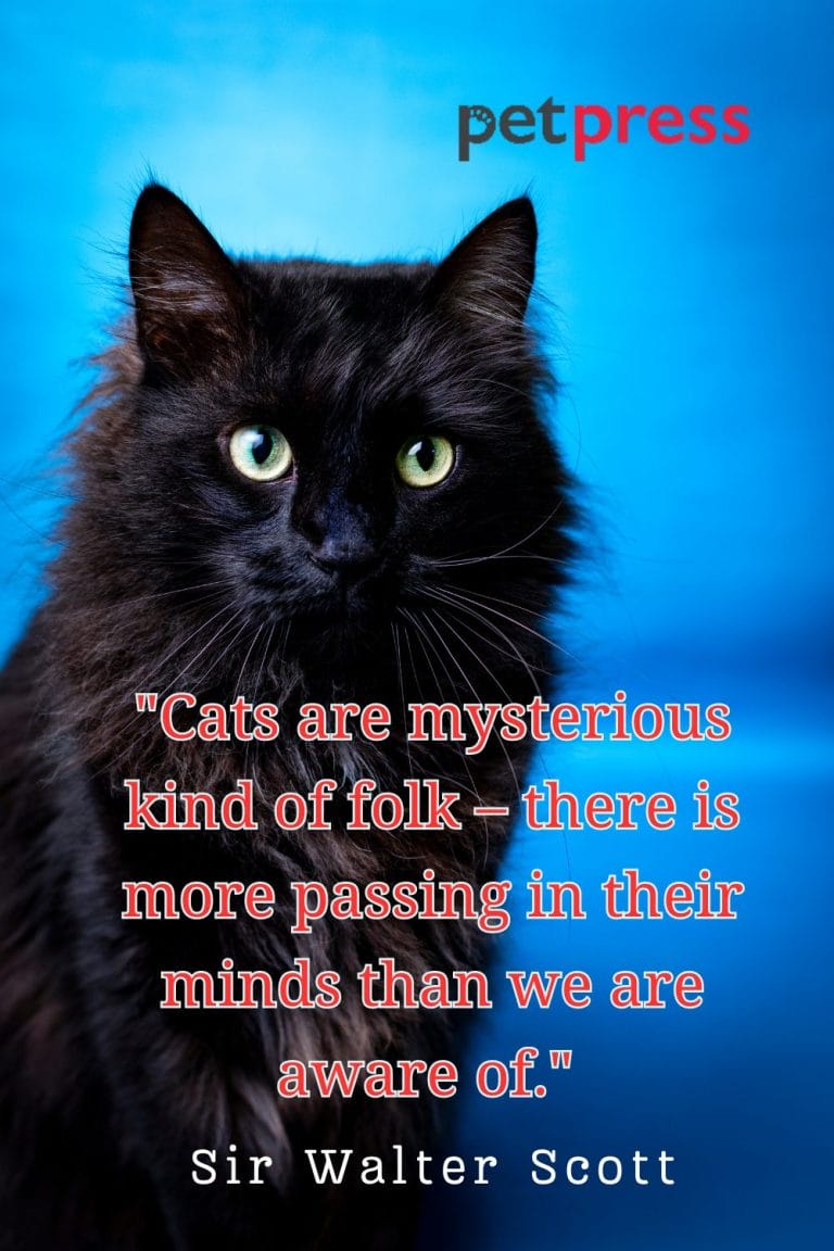 50+ Famous Cat Quotes: A Paws-itive Source of Wisdom for Life