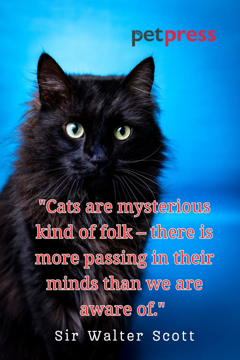 50+ Famous Cat Quotes: A Paws-itive Source of Wisdom for Life
