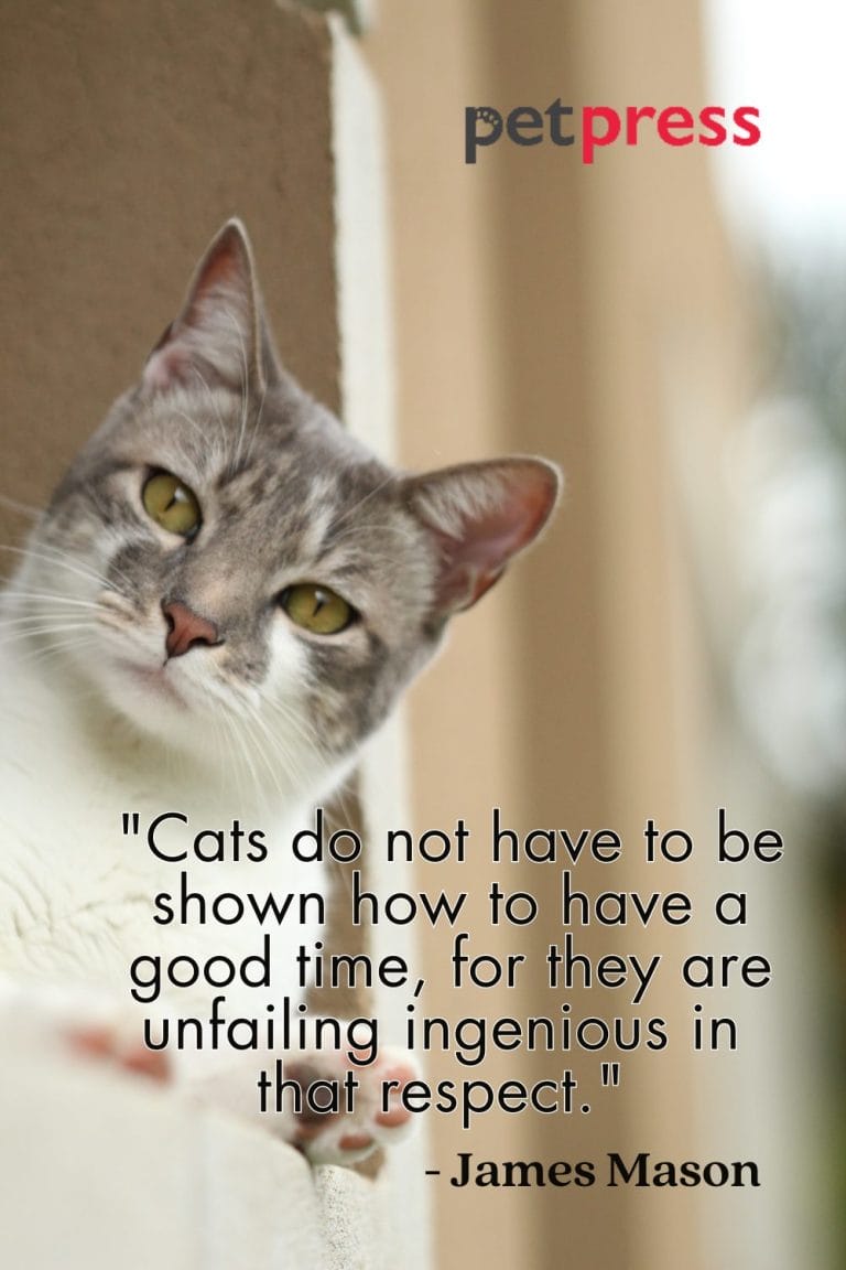 Understanding Life Through These Best 50 Cat Love Quotes