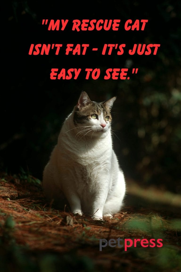 Real Talk: Over 50 Rescue Cat Quotes to Inspire and Delight