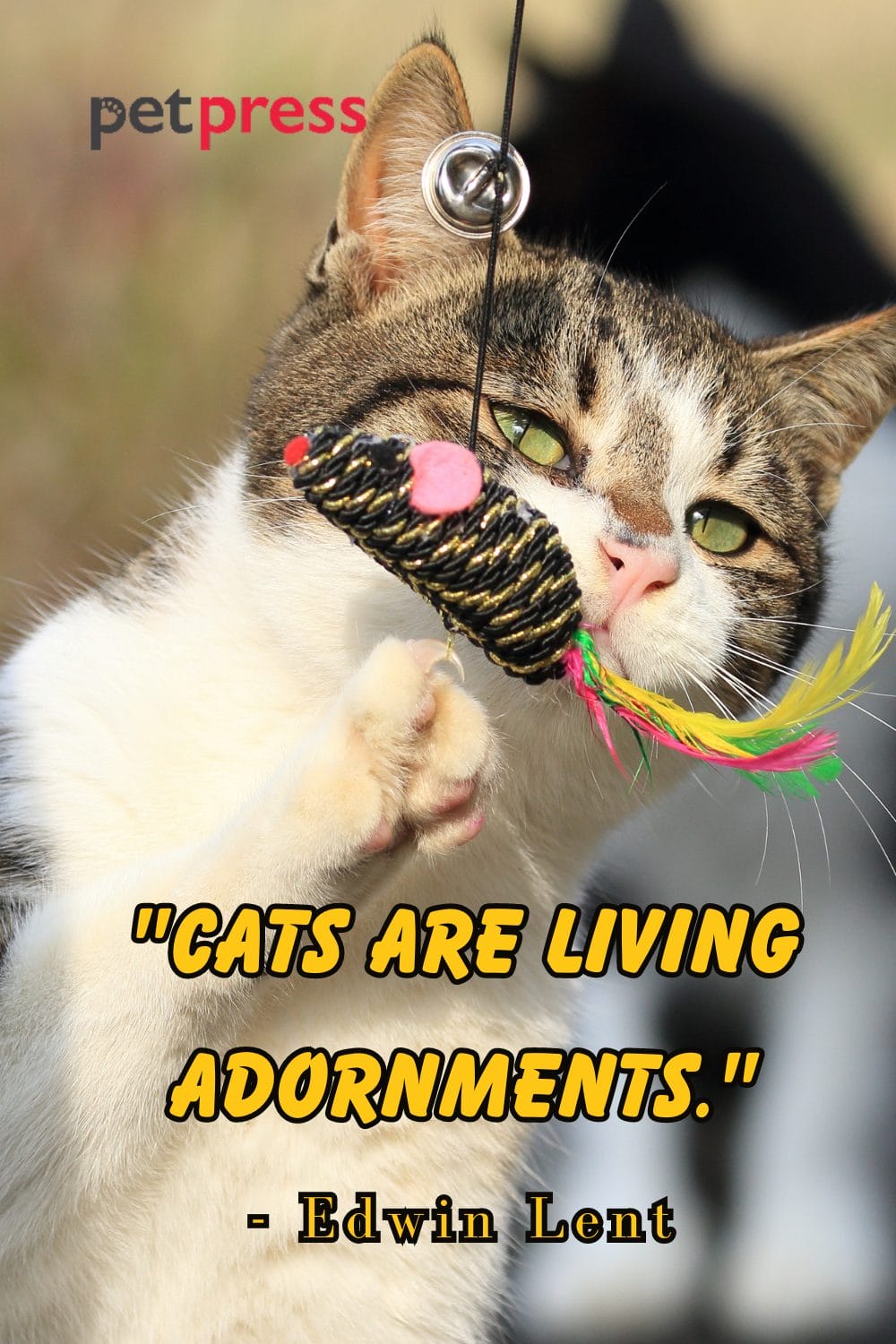 Over 50 Cat Best Friend Quotes That Inspires Us to Love