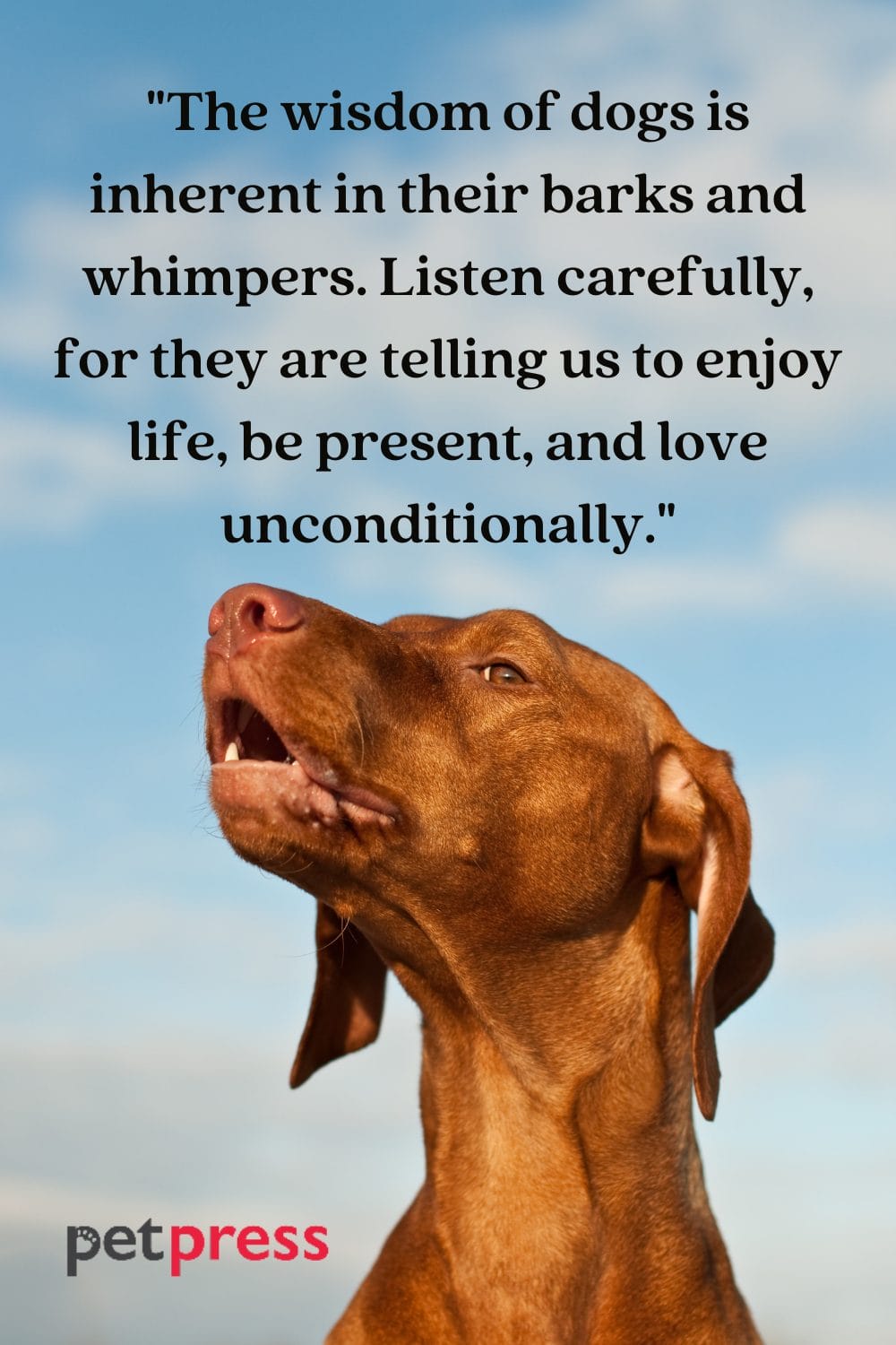 Over 50 Best Dog Bark Quotes Collection That Can Inspire You