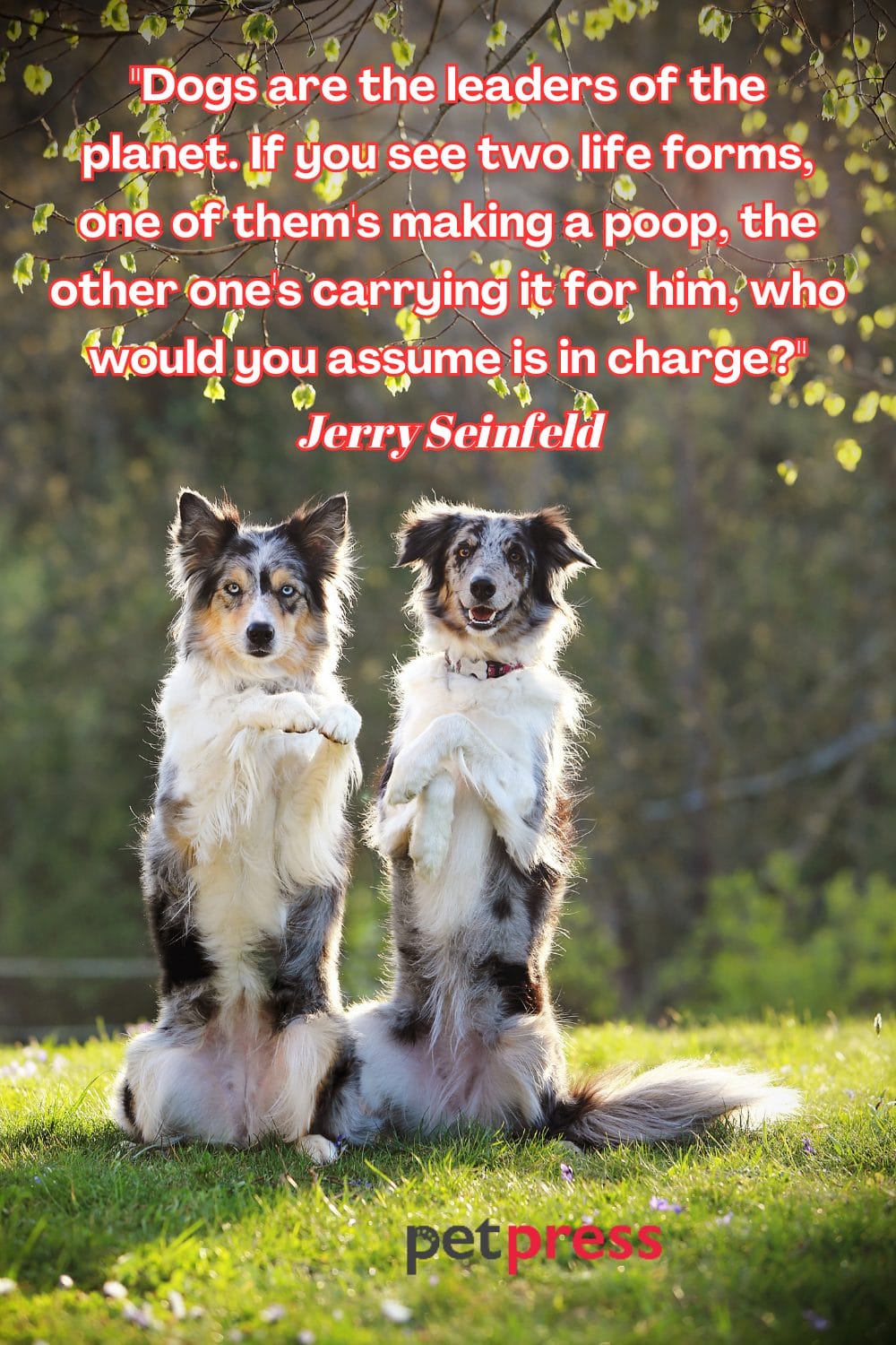 Unleash the 50+ Heartwarming Dog Quotes That Touch the Heart