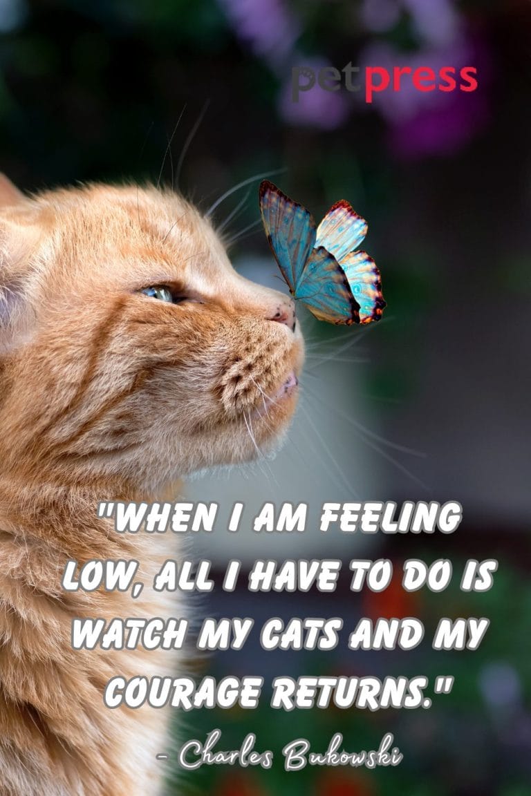 50+ Loss of a Cat Quotes That Can Help You Navigate the Grief
