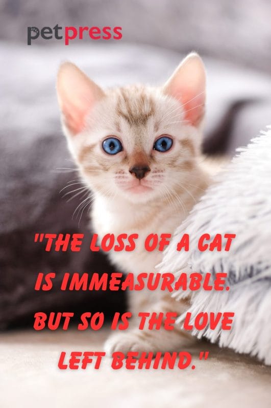 50+ Inspiring Cat Passing Quotes and the Wisdom We Gain