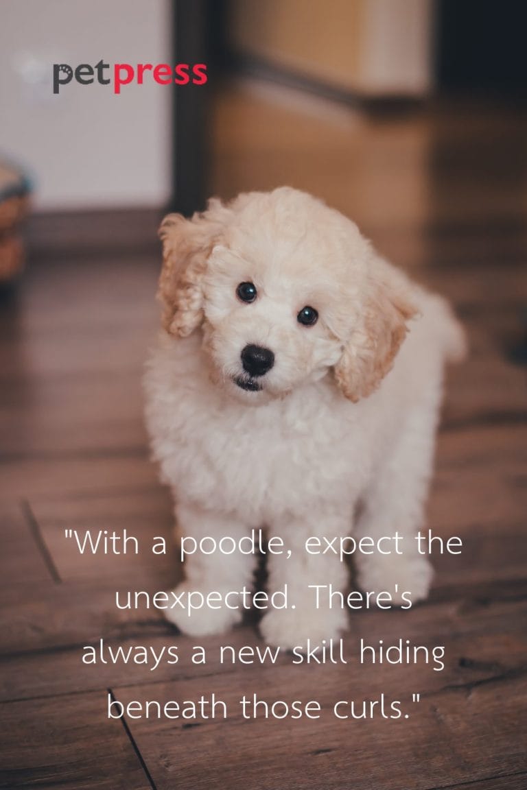 Decoding Life Wisdom From Over 50 Poodle Dog Quotes
