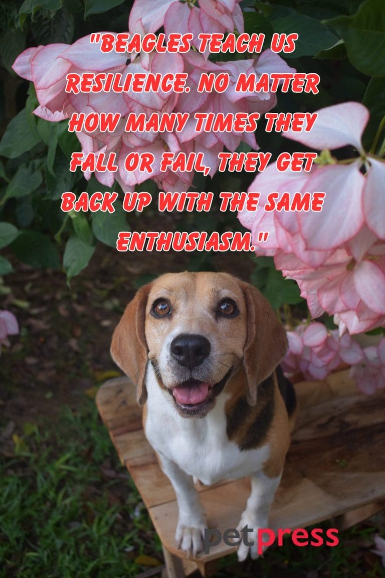 50 Inspiring Beagle Dog Quotes to Enlighten Your Day - PetPress