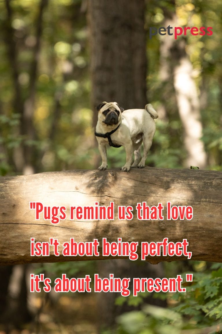 50 Best Pug Dog Quotes That Reflect Their Witty Nature - PetPress