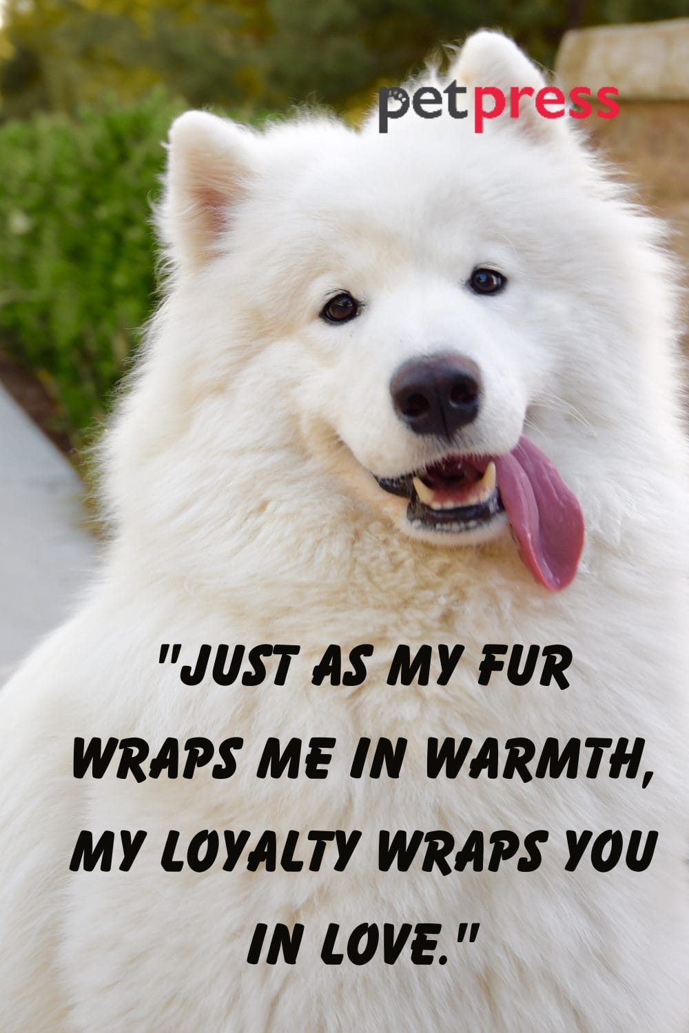 50 Fluffy Dog Quotes That Make Your Life Charming and Better