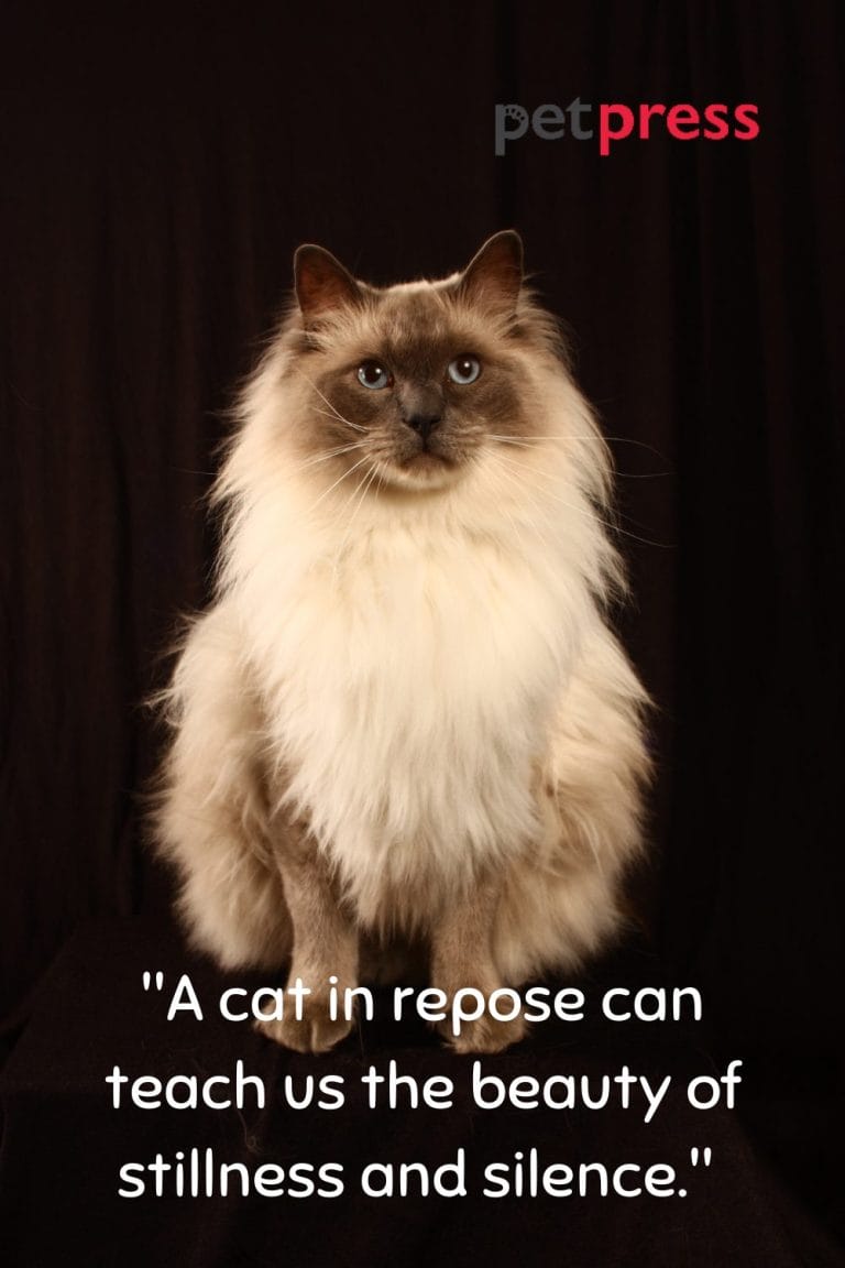 50+ Best Happy Cat Quotes Brimming With Joy and Inspiration