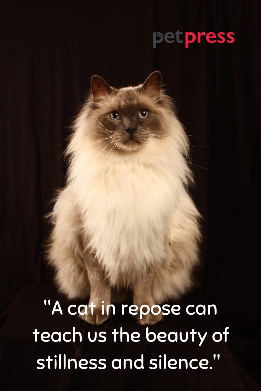 50+ Best Happy Cat Quotes Brimming With Joy and Inspiration