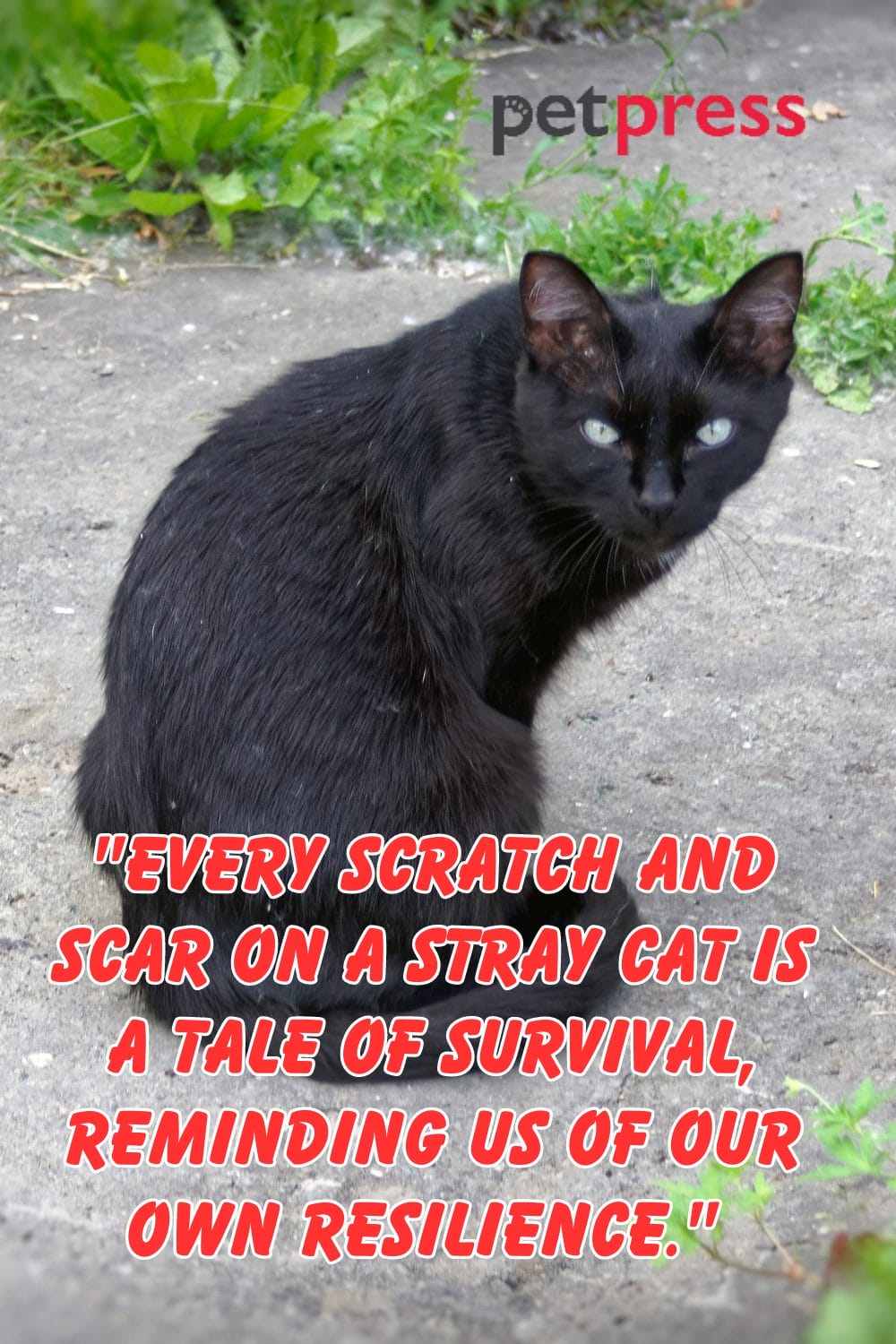 50 Best Stray Cat Quotes That Inspire and Tickle Your Whiskers