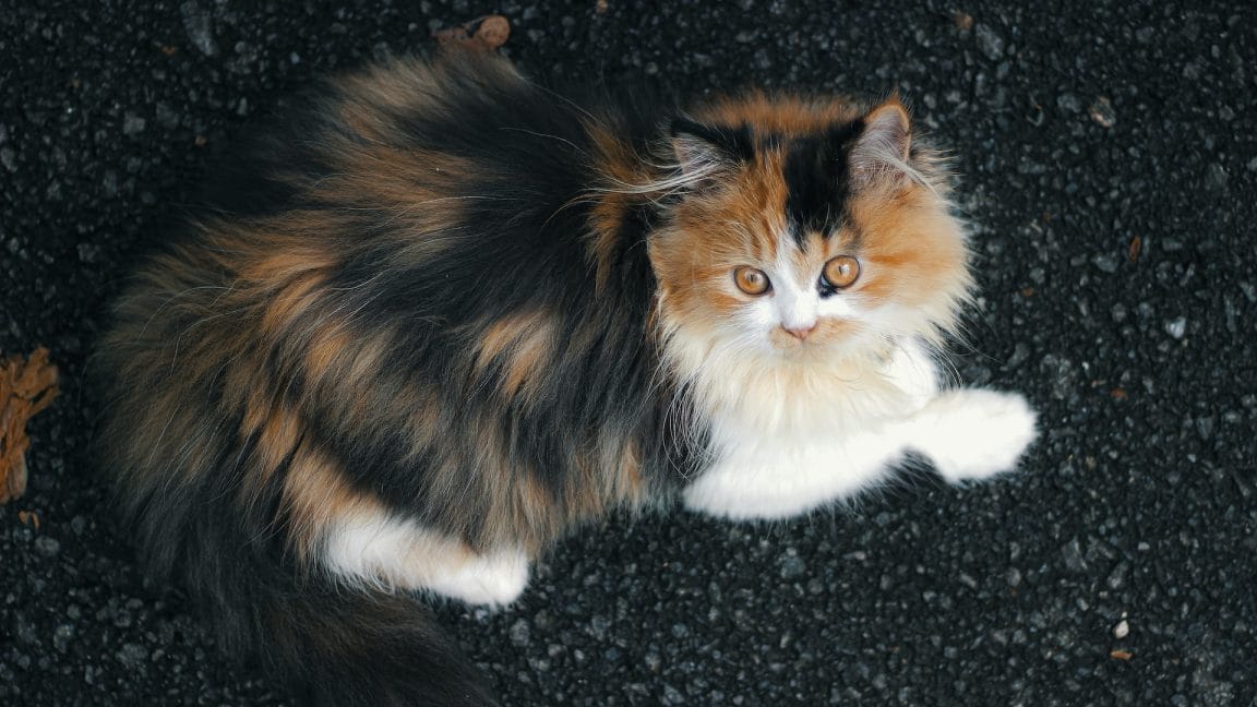 The 14 Funniest Persian Cat Memes of 2019 - Page 2 of 3 - PetPress