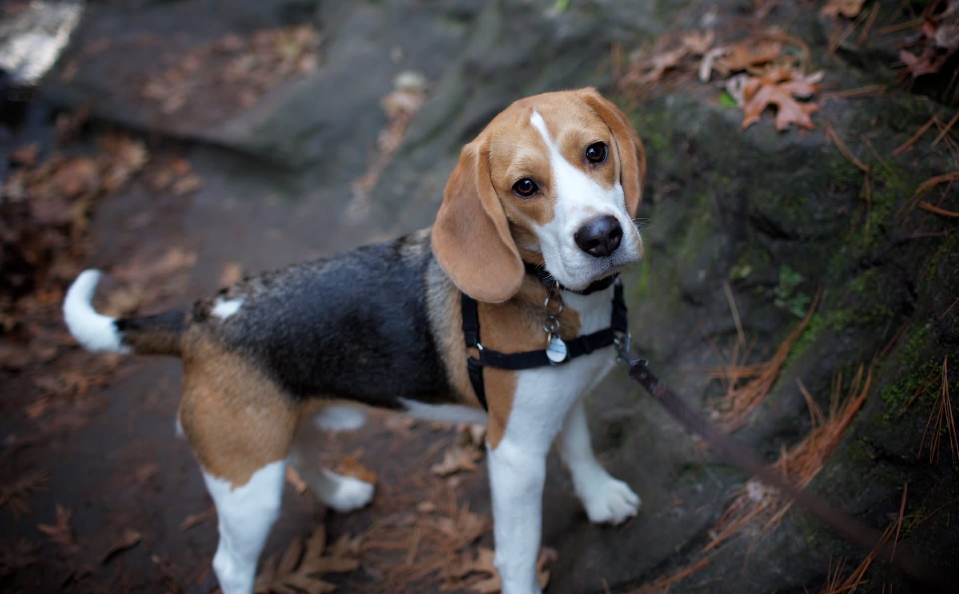 50 Inspiring Beagle Dog Quotes to Enlighten Your Day - PetPress