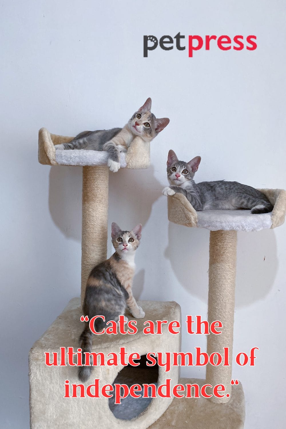 50+ Best Cat Wisdom Quotes That Inspire Your Inner Feline