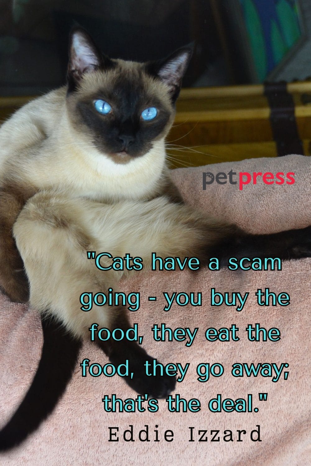 50+ Famous Cat Quotes: A Paws-itive Source of Wisdom for Life